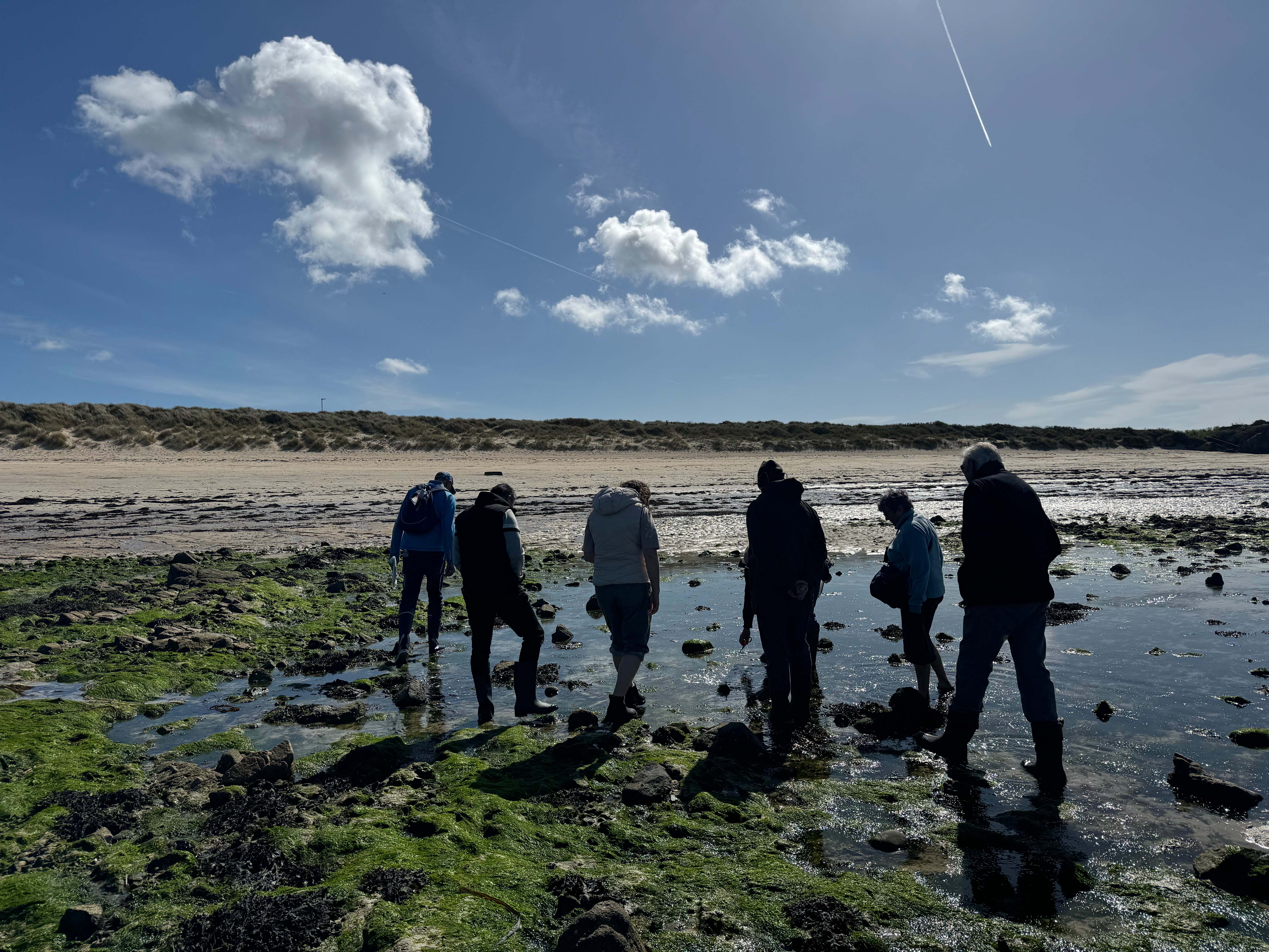 Exploring the World of Seaweed Foraging in Guernsey | Visit Guernsey