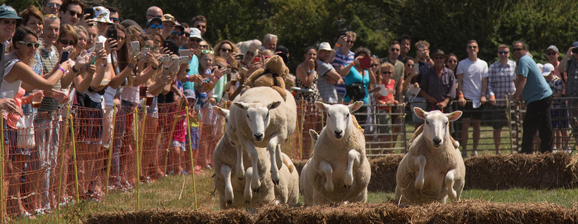 Sark Sheep Racing | Visit Guernsey