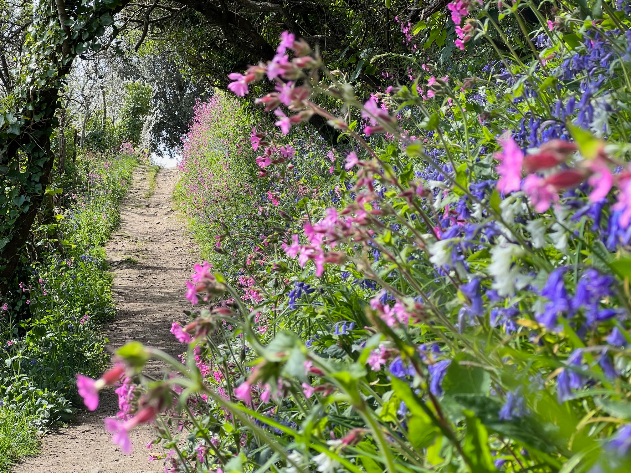 Springtime on The Islands of Guernsey | Visit Guernsey