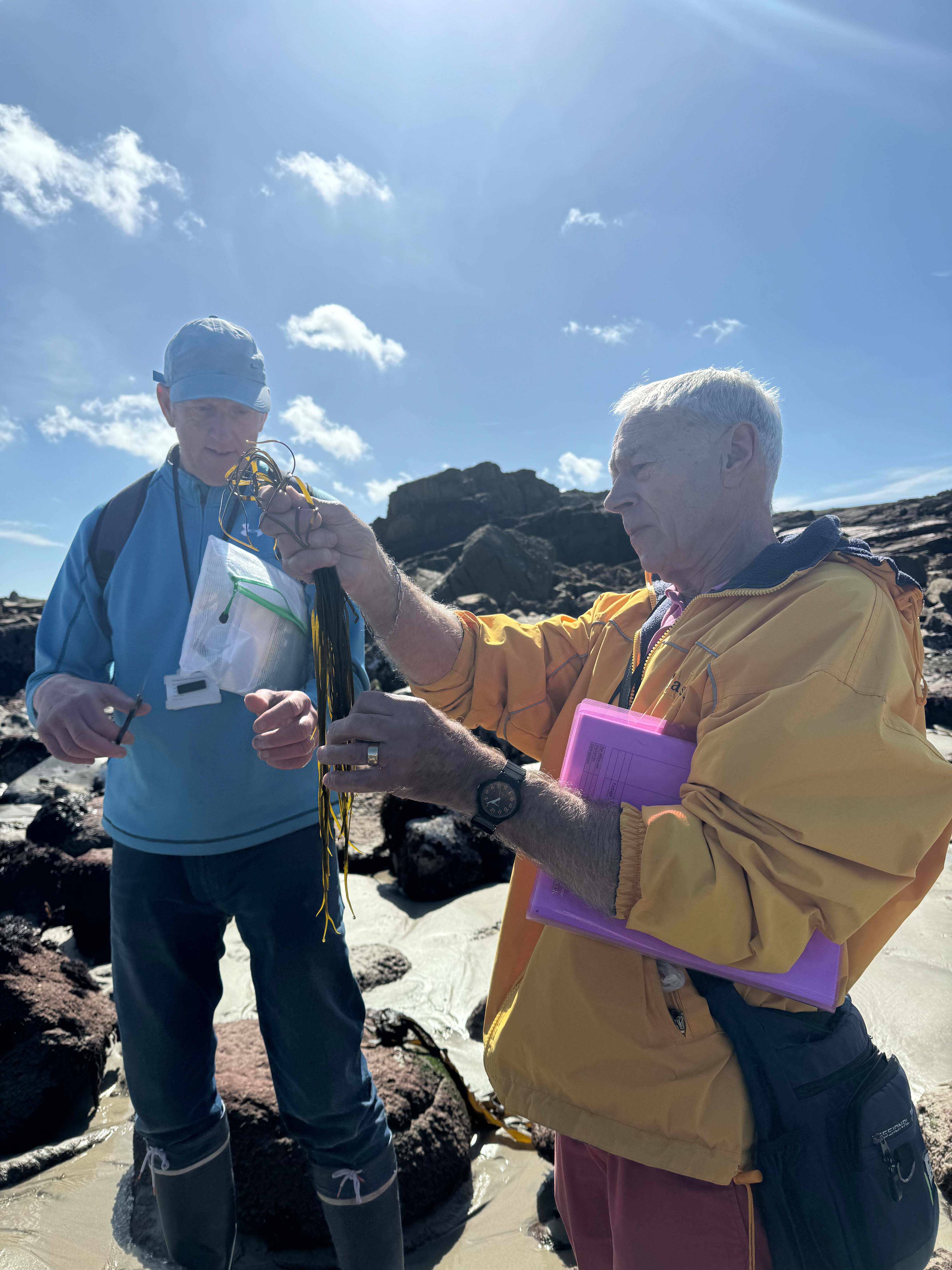 Exploring the World of Seaweed Foraging in Guernsey | Visit Guernsey